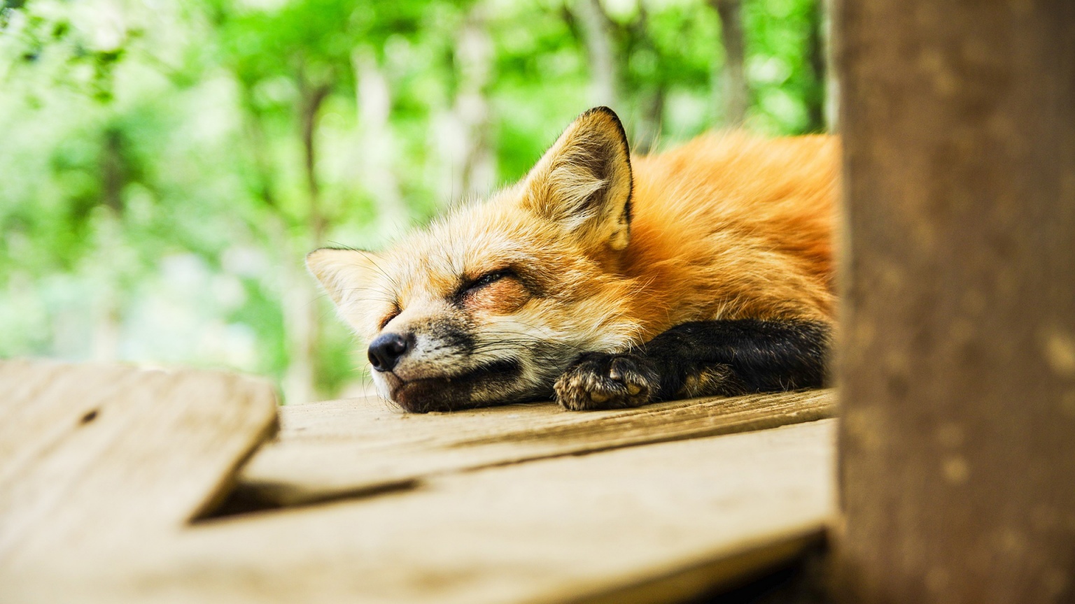 Advanced animal vocabulary | Learn English Vocabulary