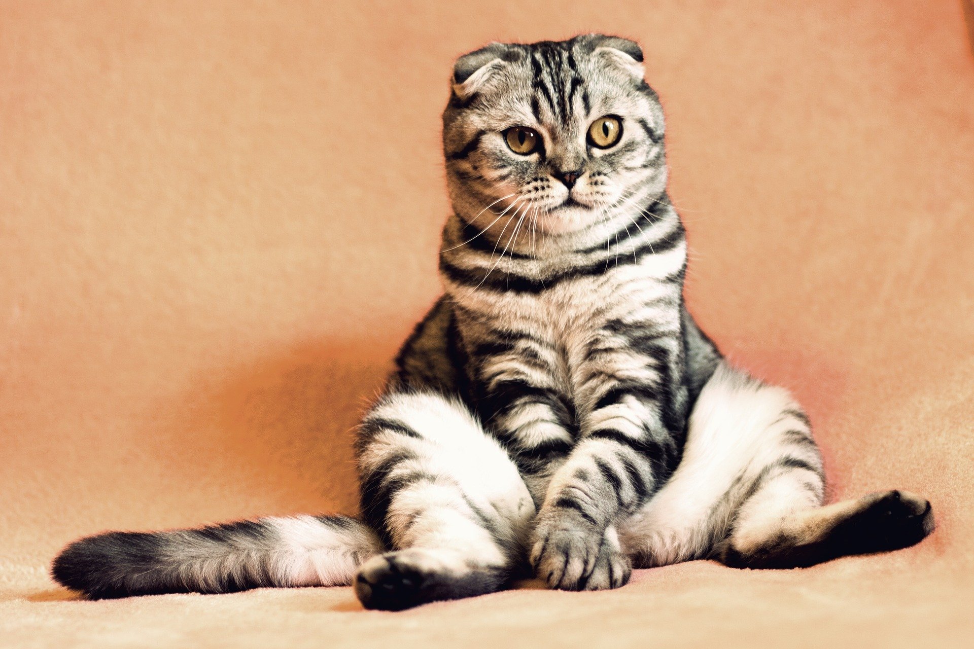 Phrases With The Word Cat Learn English Vocabulary
